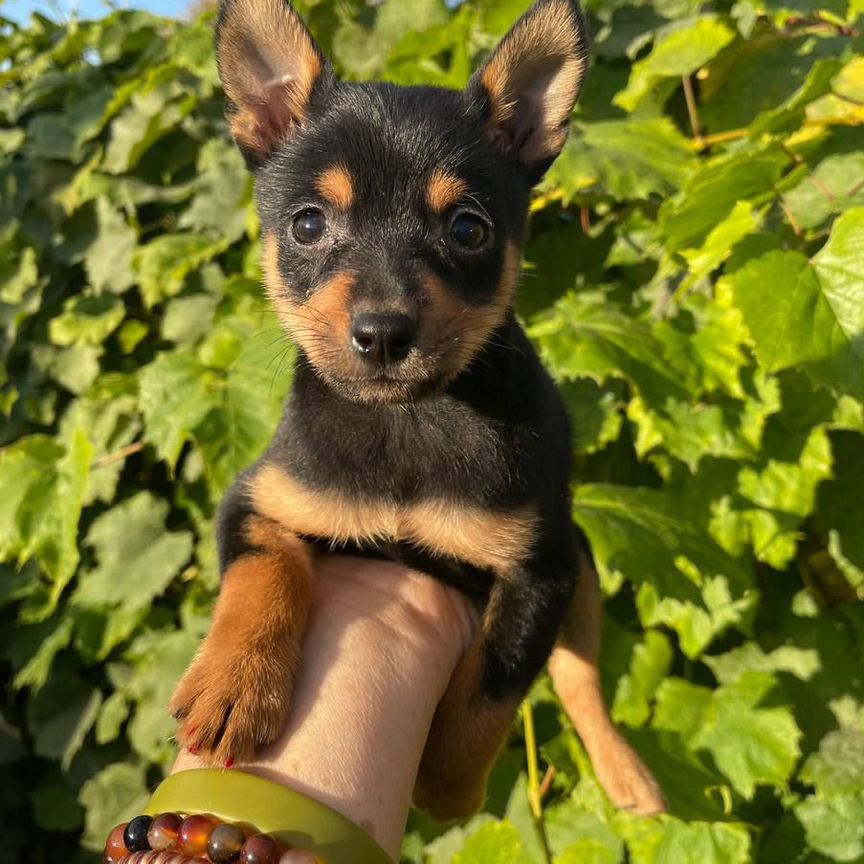 Щенки той-терьера девочка и мальчик