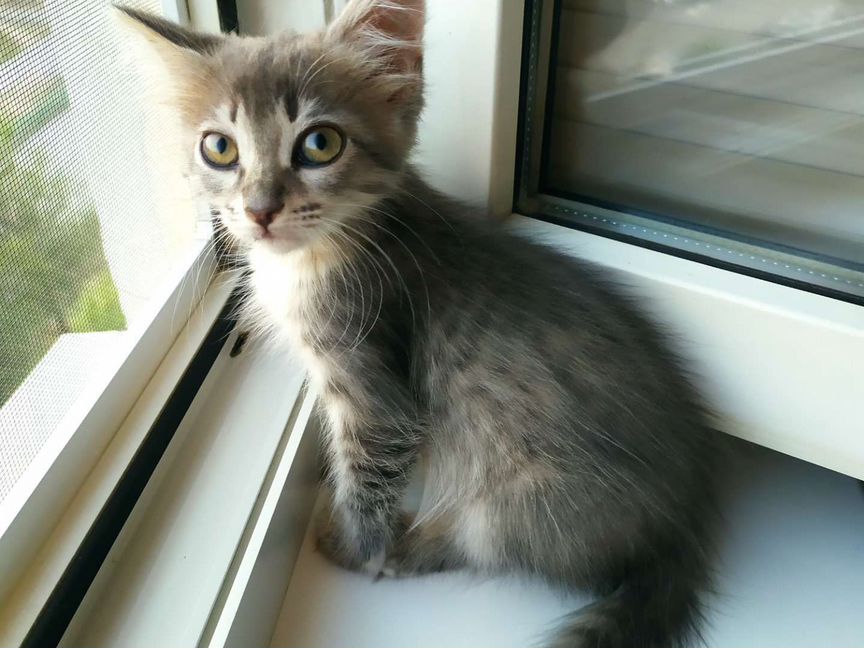 Глазастое чудо