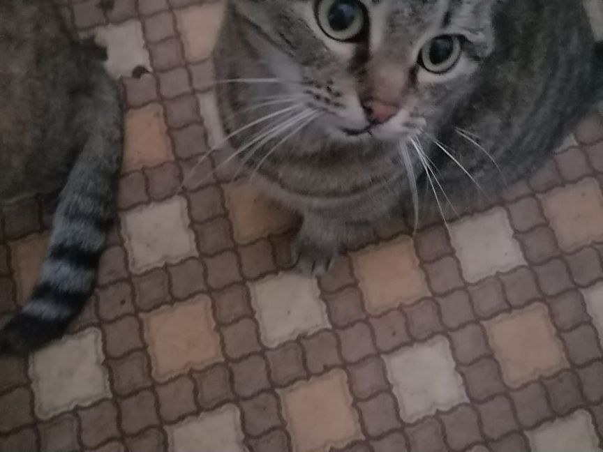 Кошкa- мышеловка