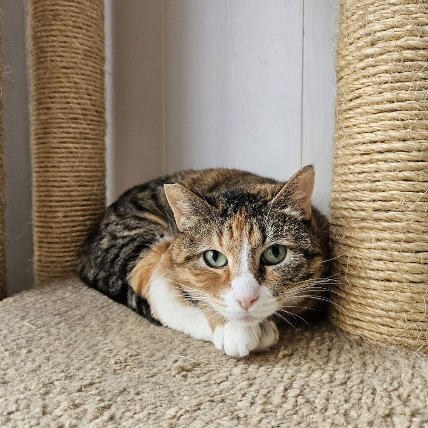 Взрослая, кошка в добрые руки