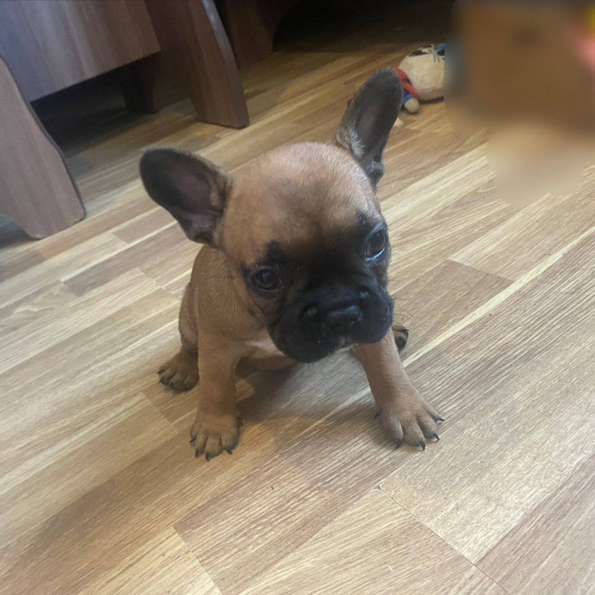 Французский бульдог, щенок