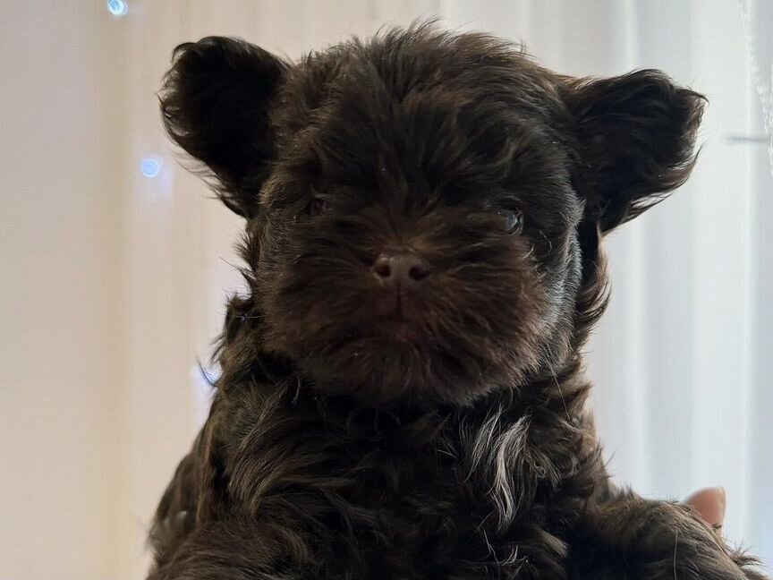 Цветной йоркширский терьер девочка