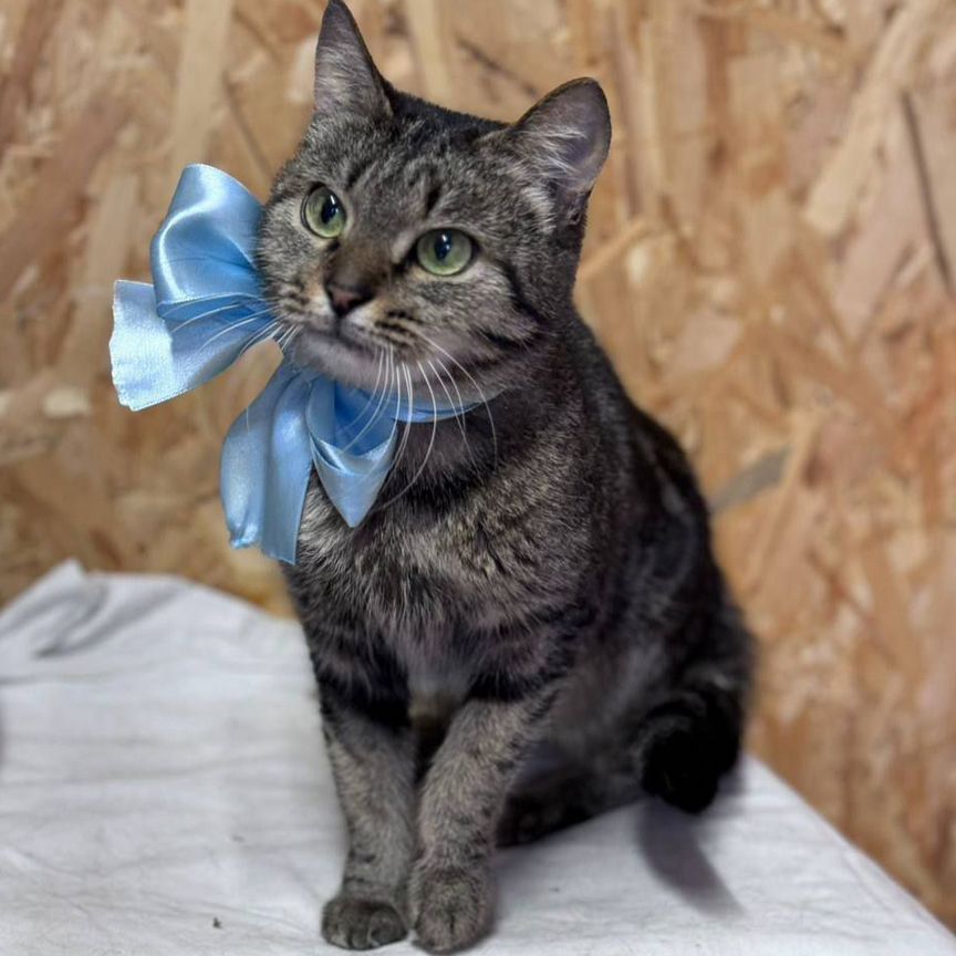 Молодая кошка Сия ищет дом