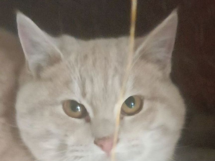 Котята бесплатно