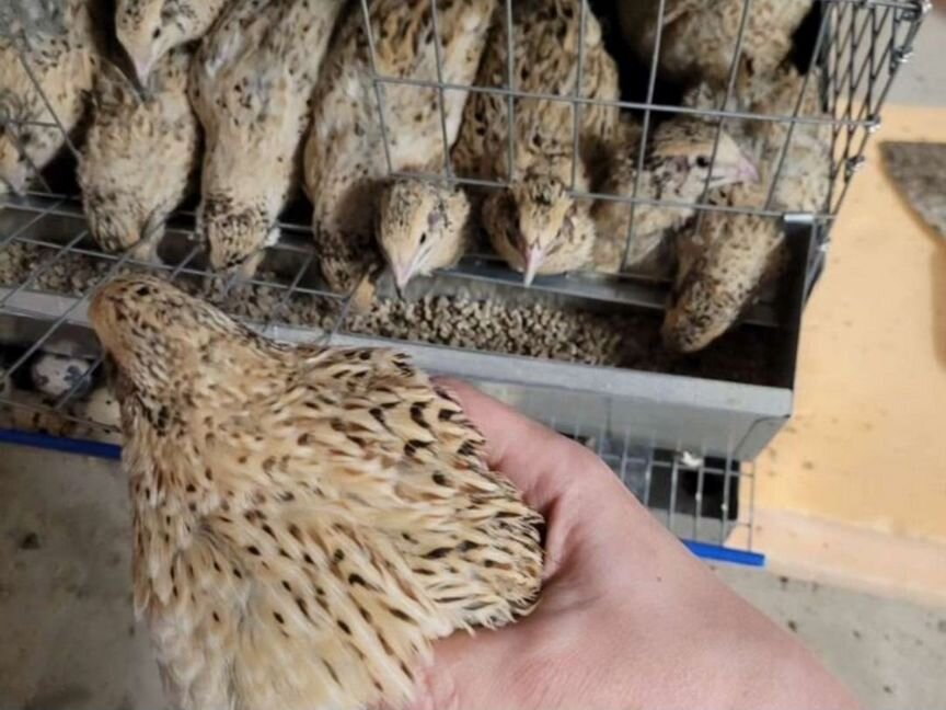 Перепела продажа