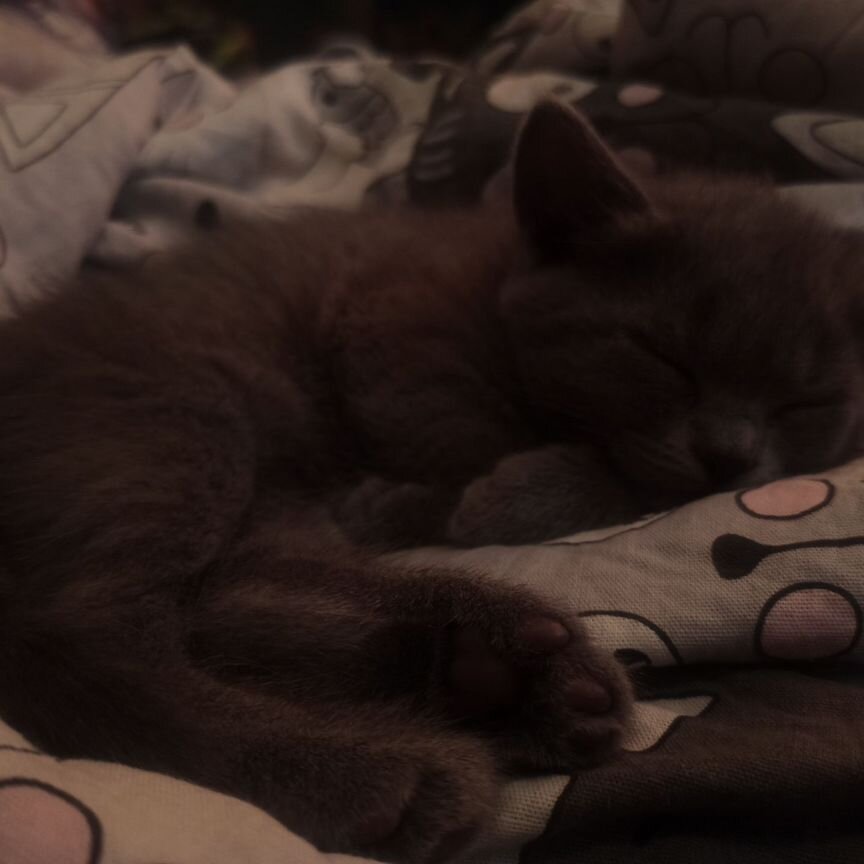 Британский котенок