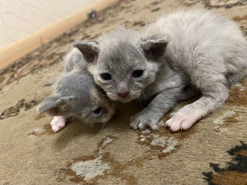 Котята сфинкс браш