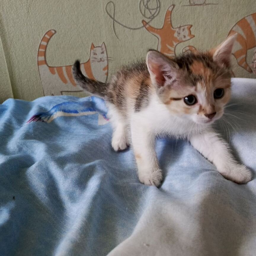 Котёнок в добрые руки