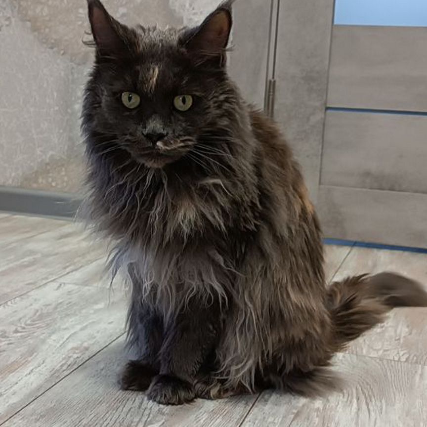 Мейн-кун, взрослая кошка