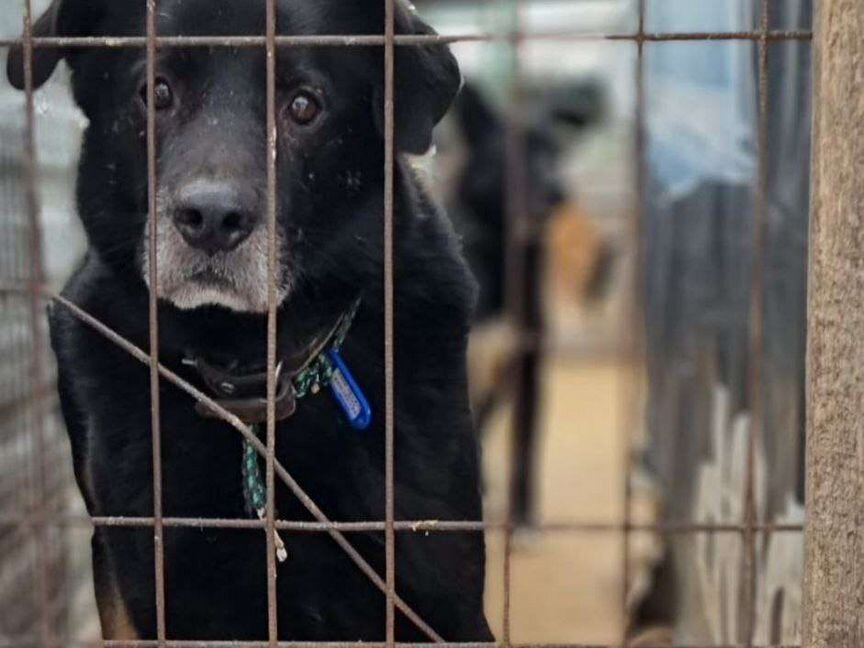 Потап ищет дом (собака из приюта)