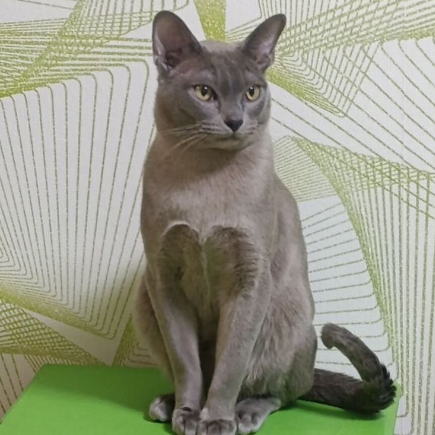 Европейский бурманский кот, взрослый