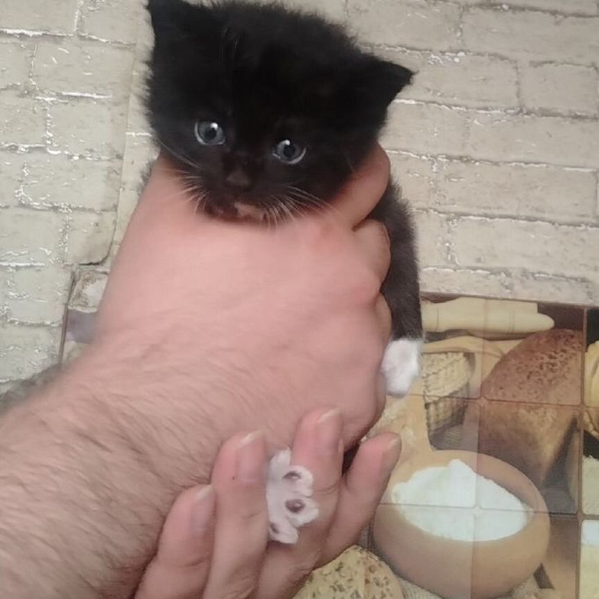 Мейн-кун котёнок