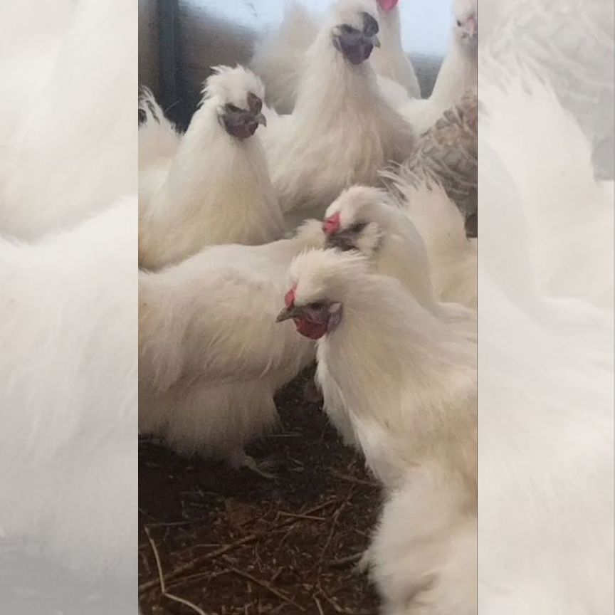 Петушки шелковые