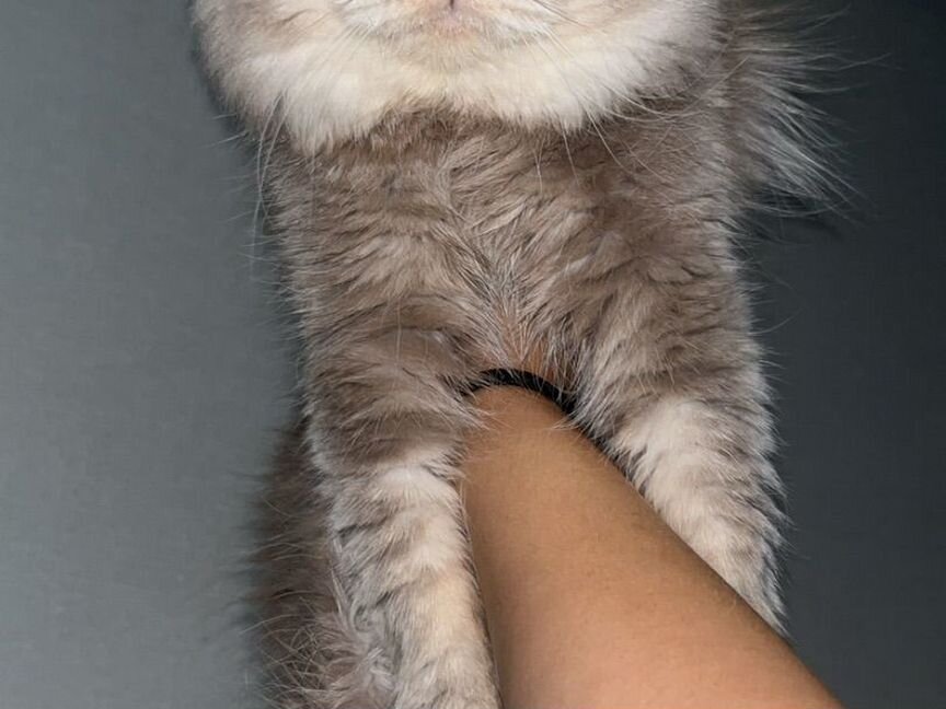 Шотландская