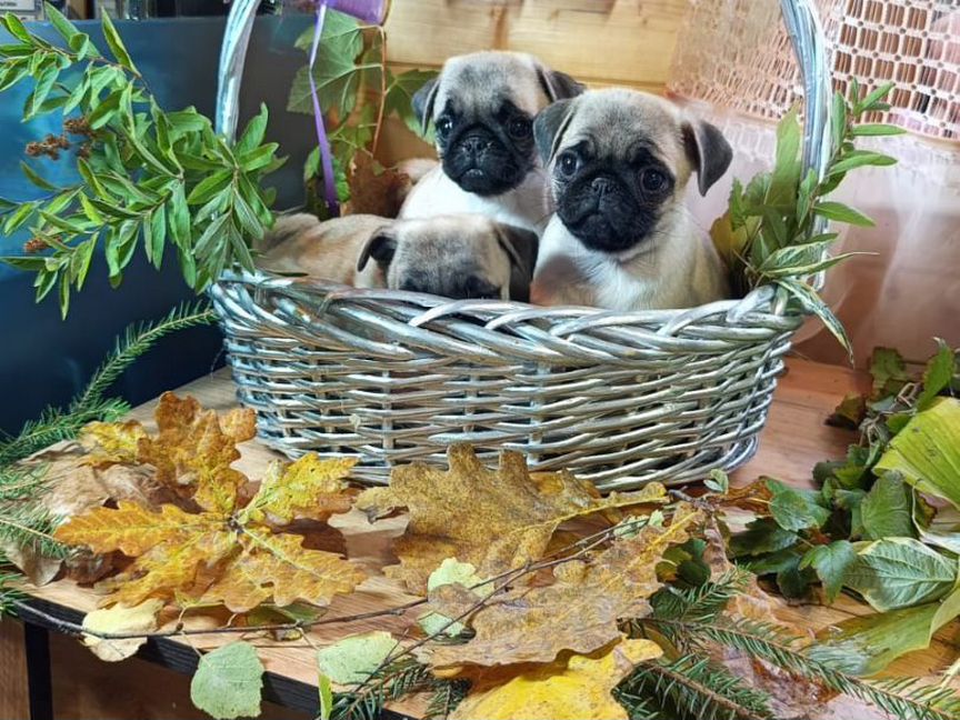 Мопс щенки с документами