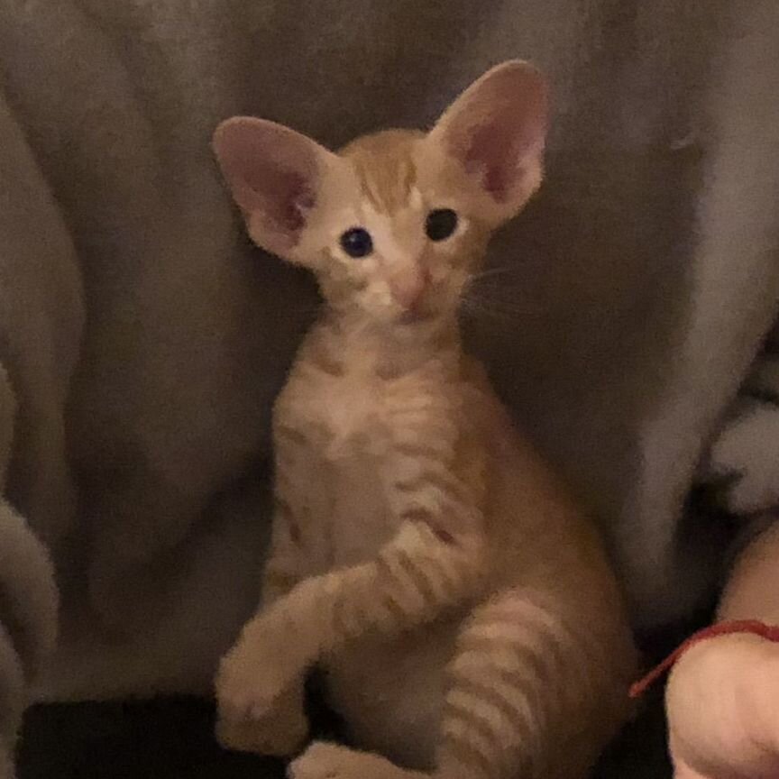 Ориентальная