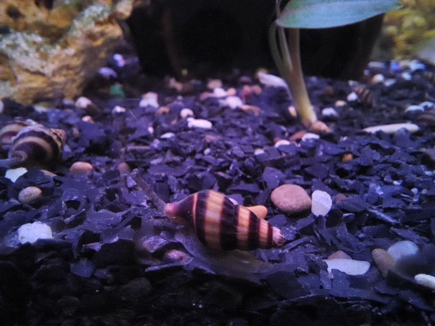 Улитка хелена