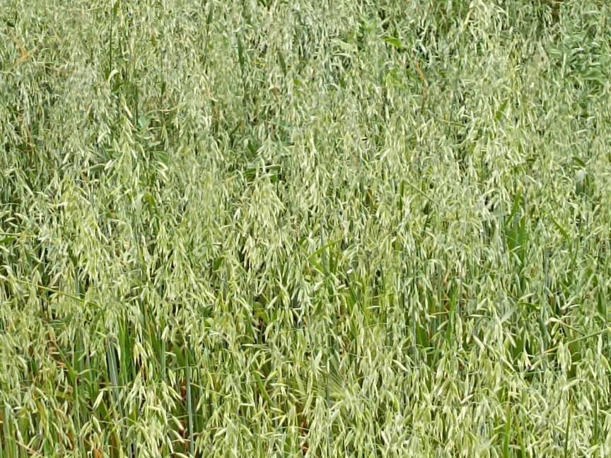 Продажа сена в тюках