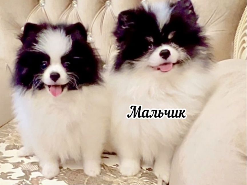 Мини померанчик с редким окрасом, видео