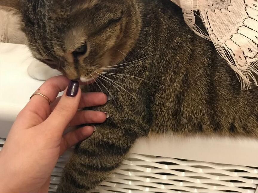 Домашняя кошка