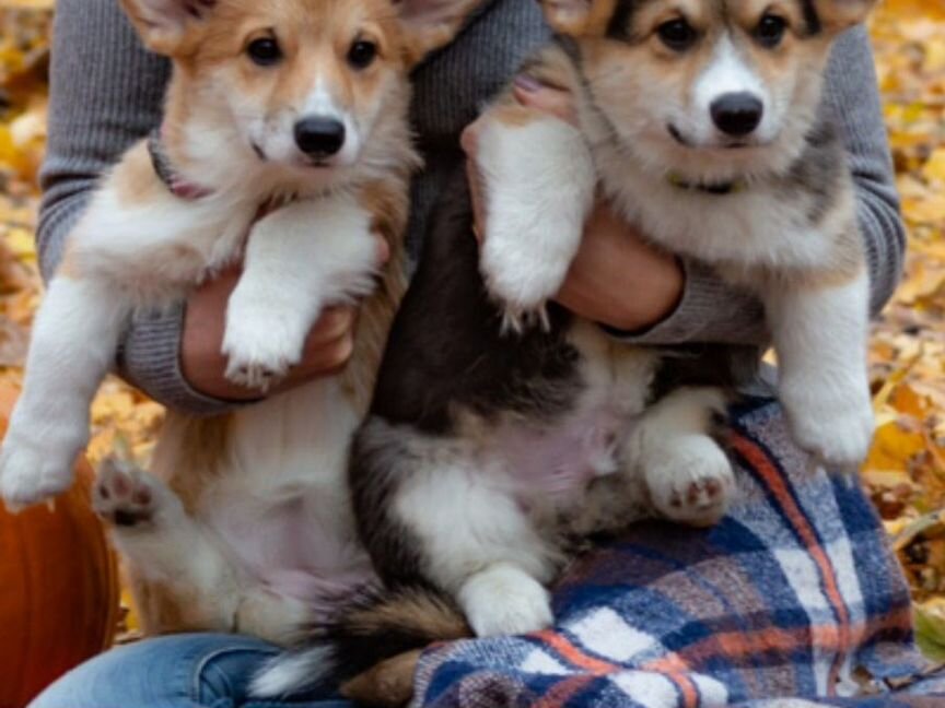 Вельш-корги пемброк шикарные щенки