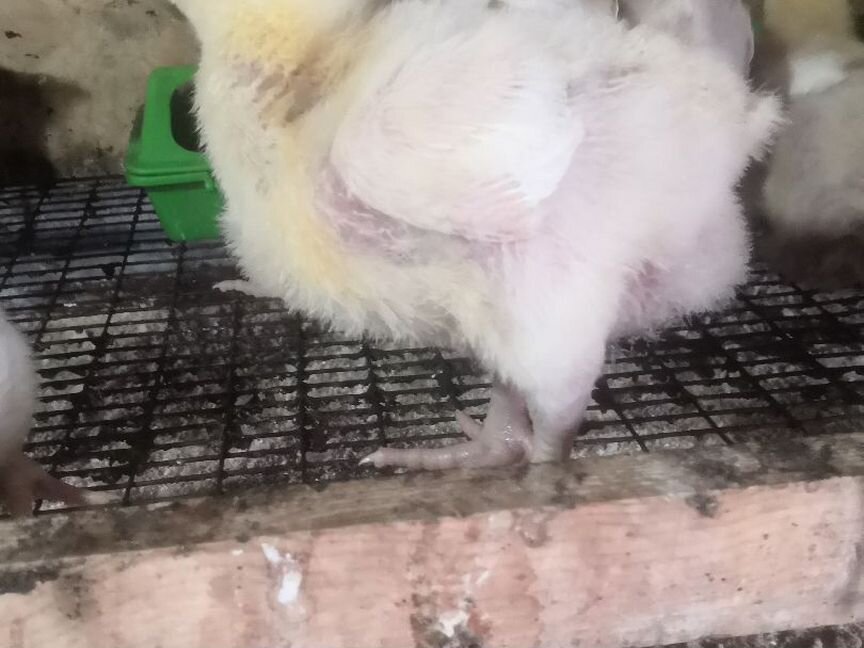 Бройлеры 15 дней