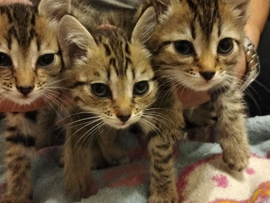 Котята в добрые руки