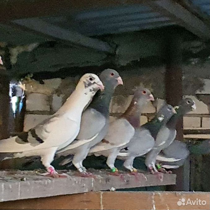 Голубь Адана