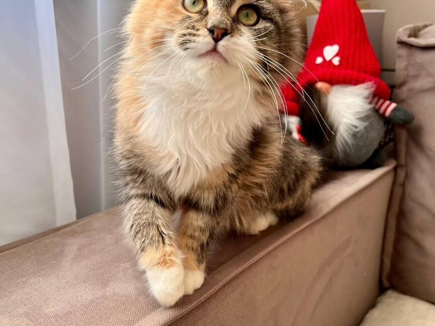 Кошечка Глаша ищет дом