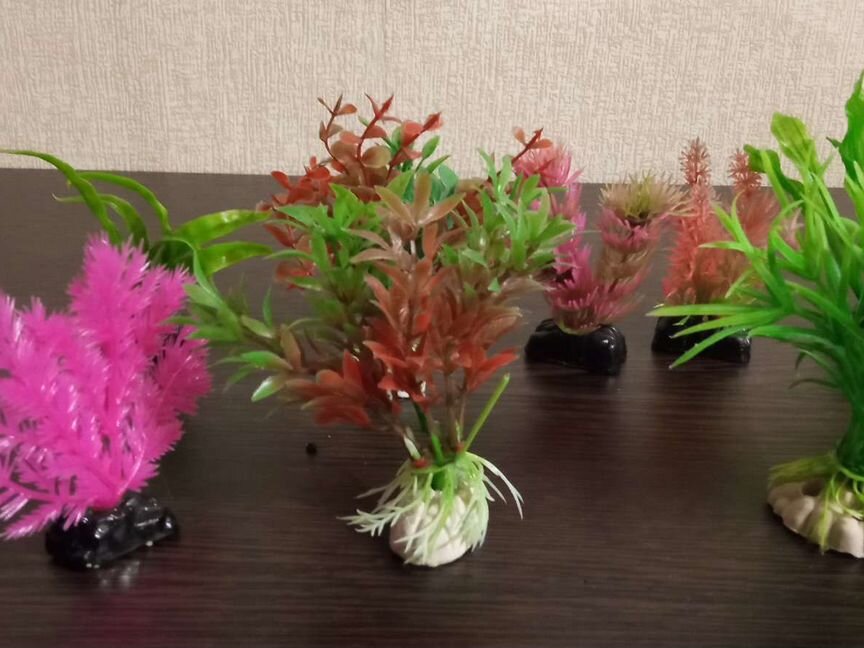 Декоративные растения для аквариума