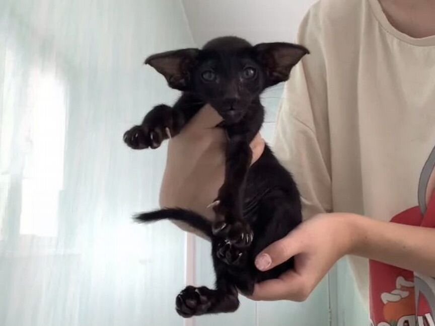 Ориентальные котята