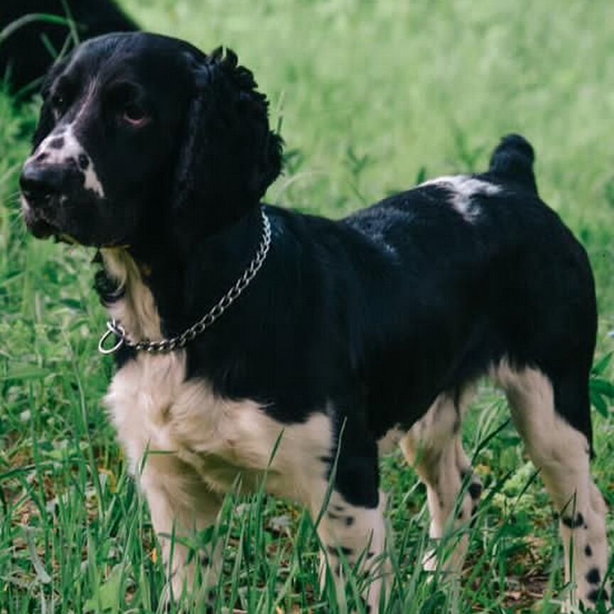 Русский спаниель для вязки