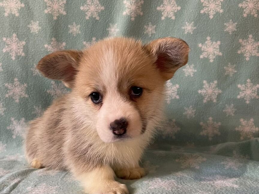 Вельш корги пемброк