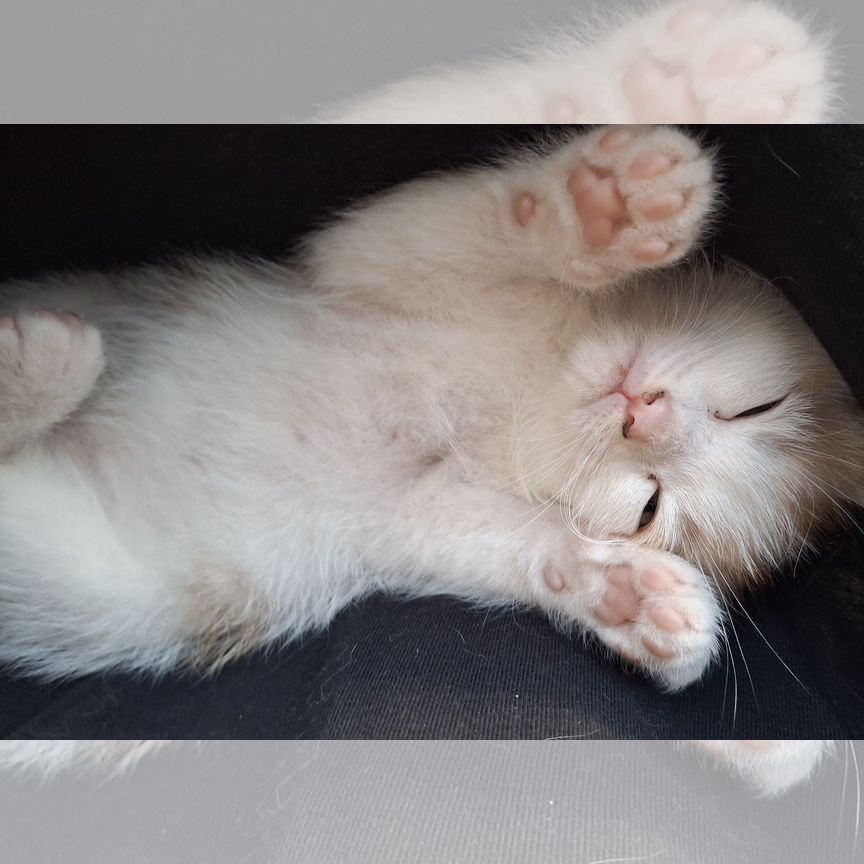 Котята