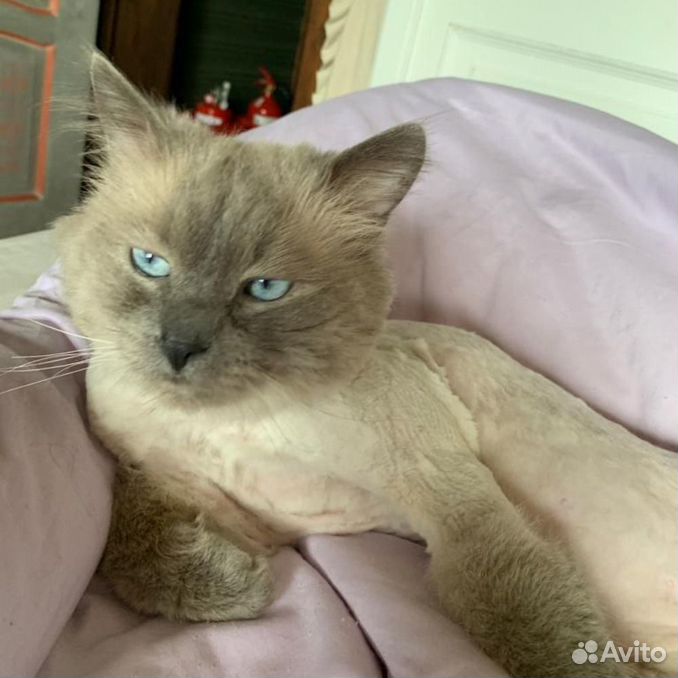 Молодой кот Томми в добрые руки