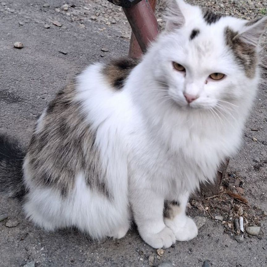 Ласковому бывшедомашнему котику нужен дом