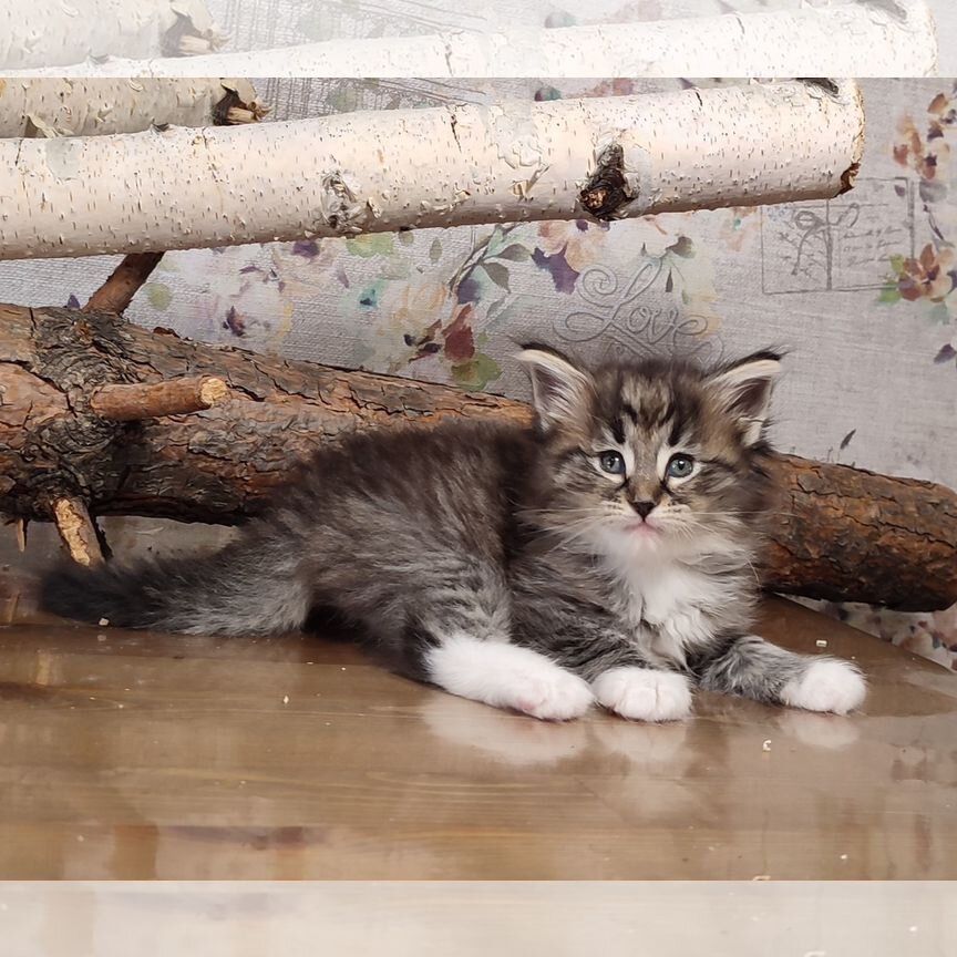 Котята редкой породы норвежская лесная с докум