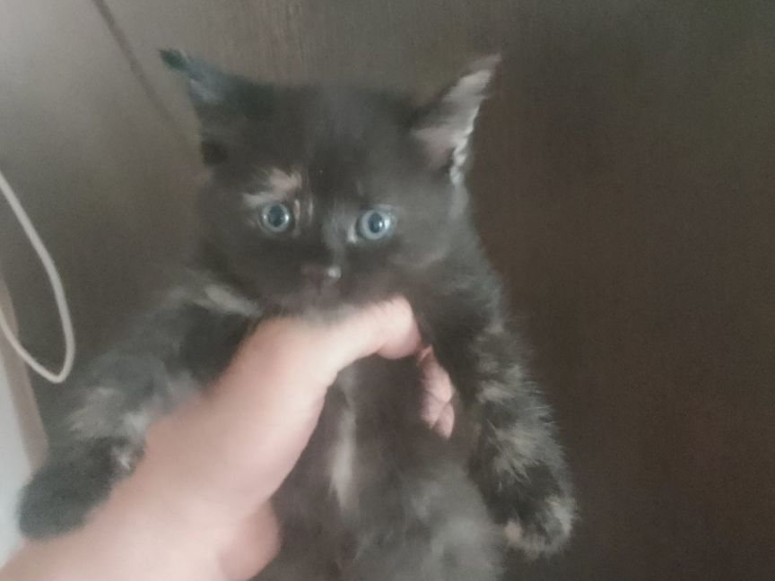 Отдадим котят от кошки мышеловки