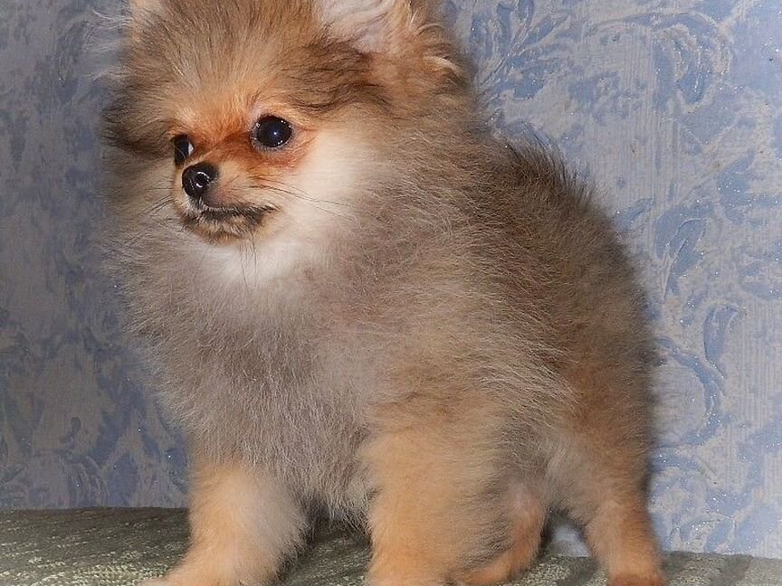 Шпицы миниатюрные