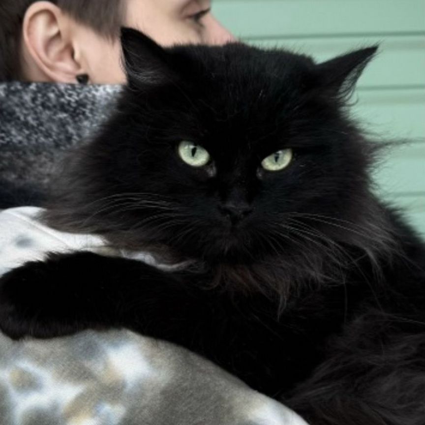 Взрослая, Девочка кошка в добрые руки