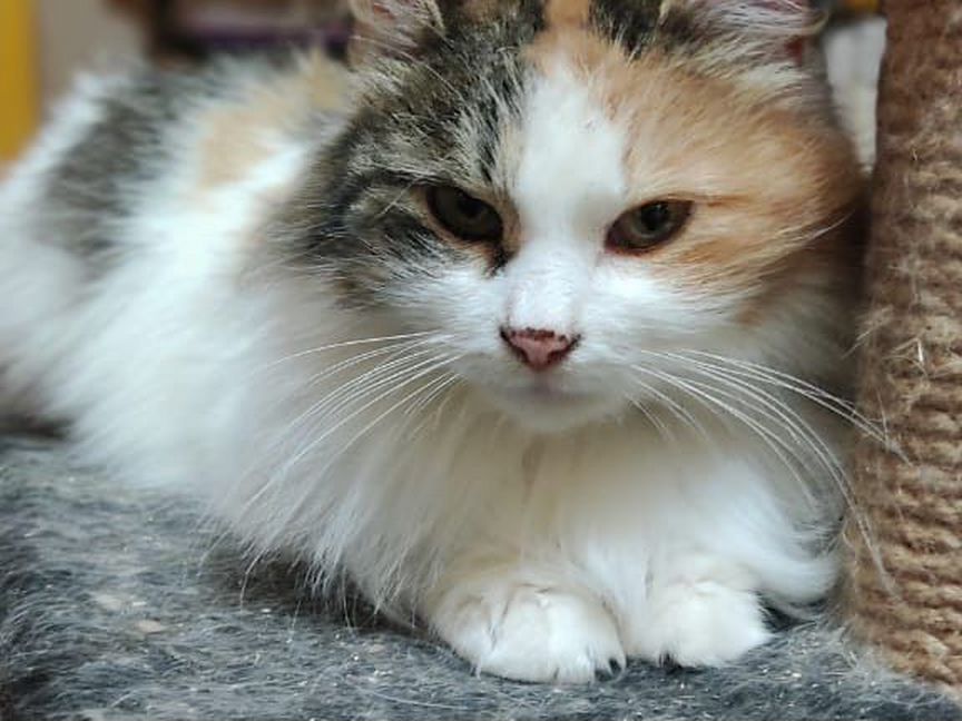Кошка 1 год
