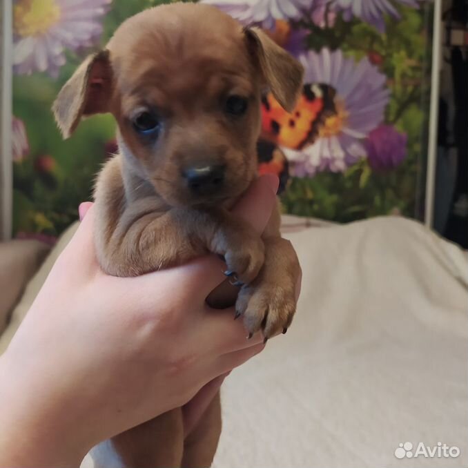 Продаю щенков мини той- терьеров