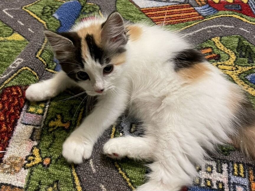 Котята от домашней кошки