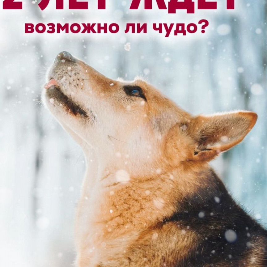 Взрослая собака в добрые руки