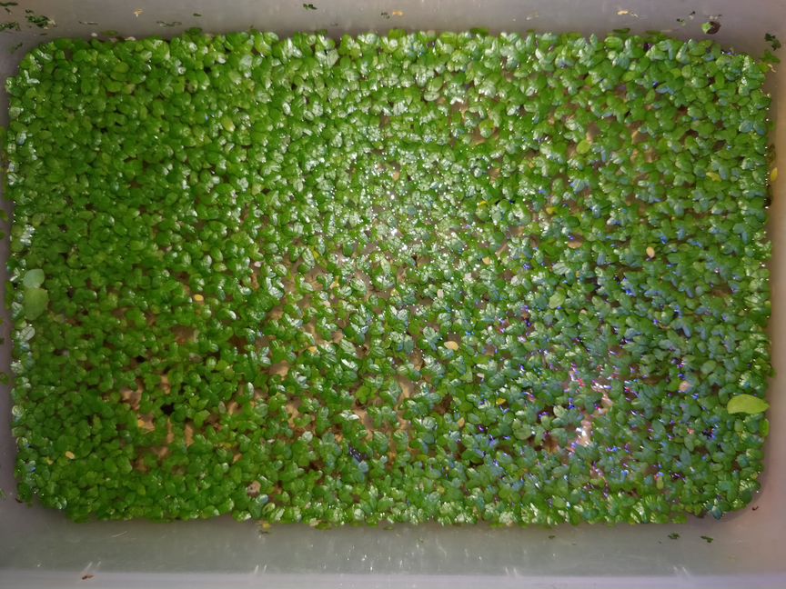 Ряска и Пистия