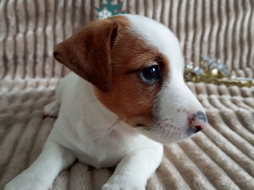 Щенки Джек Рассел терьер