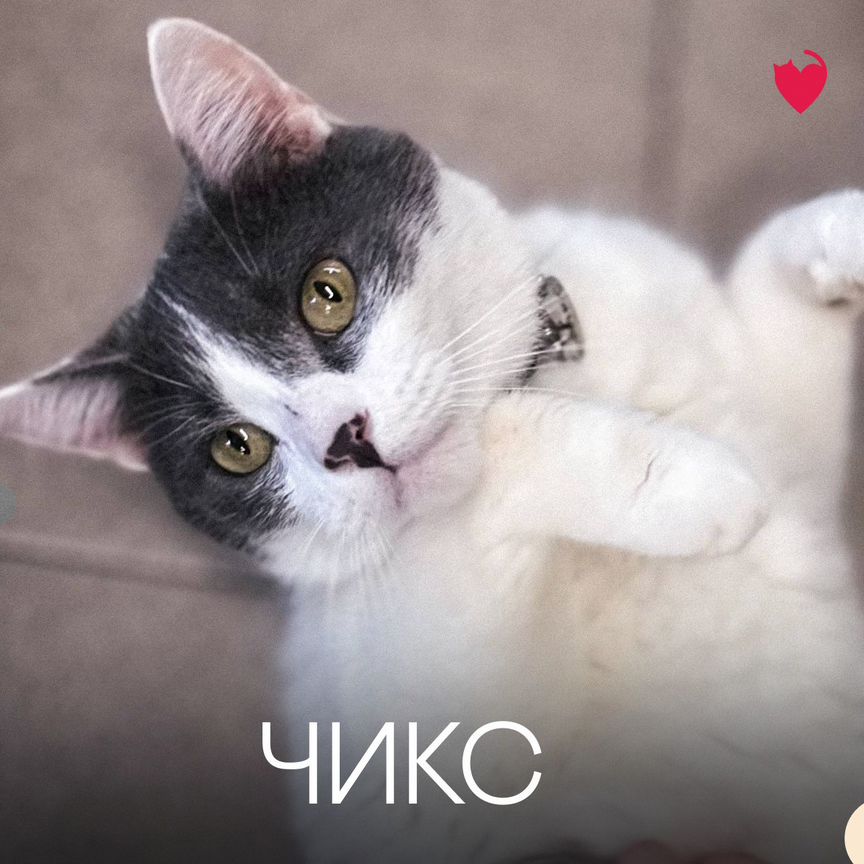 Взрослый кот из приюта