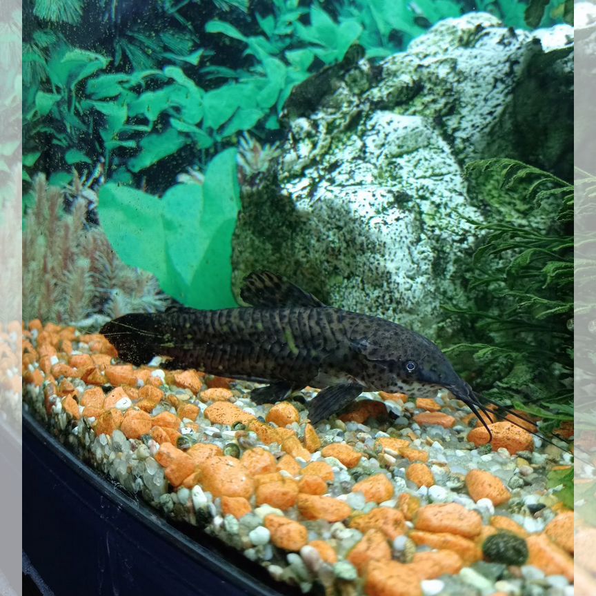 Сом-девочка