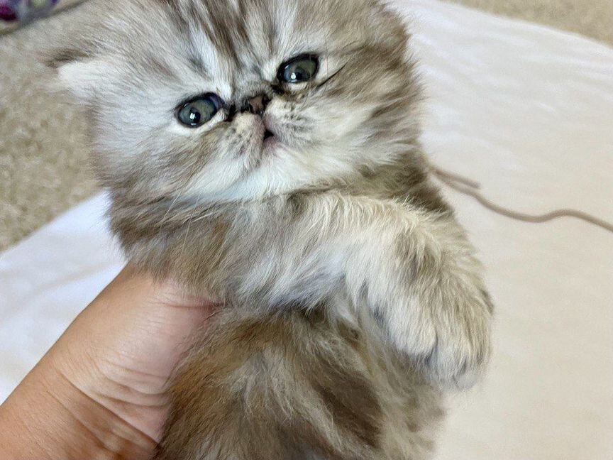 Экзотические котята