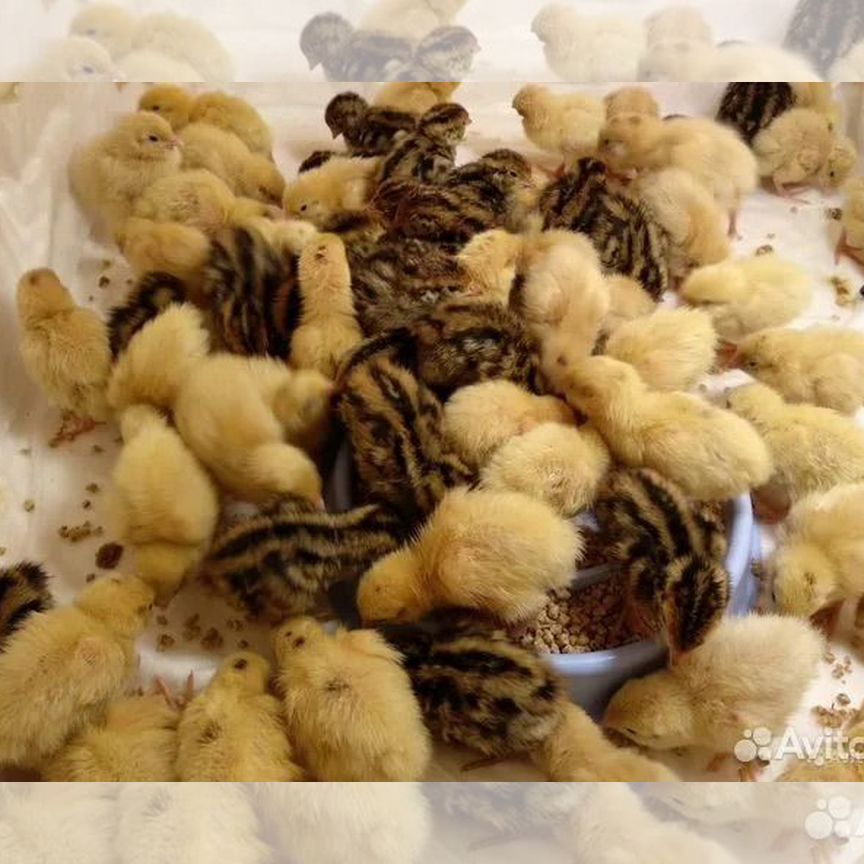 Перепелята 6 суток